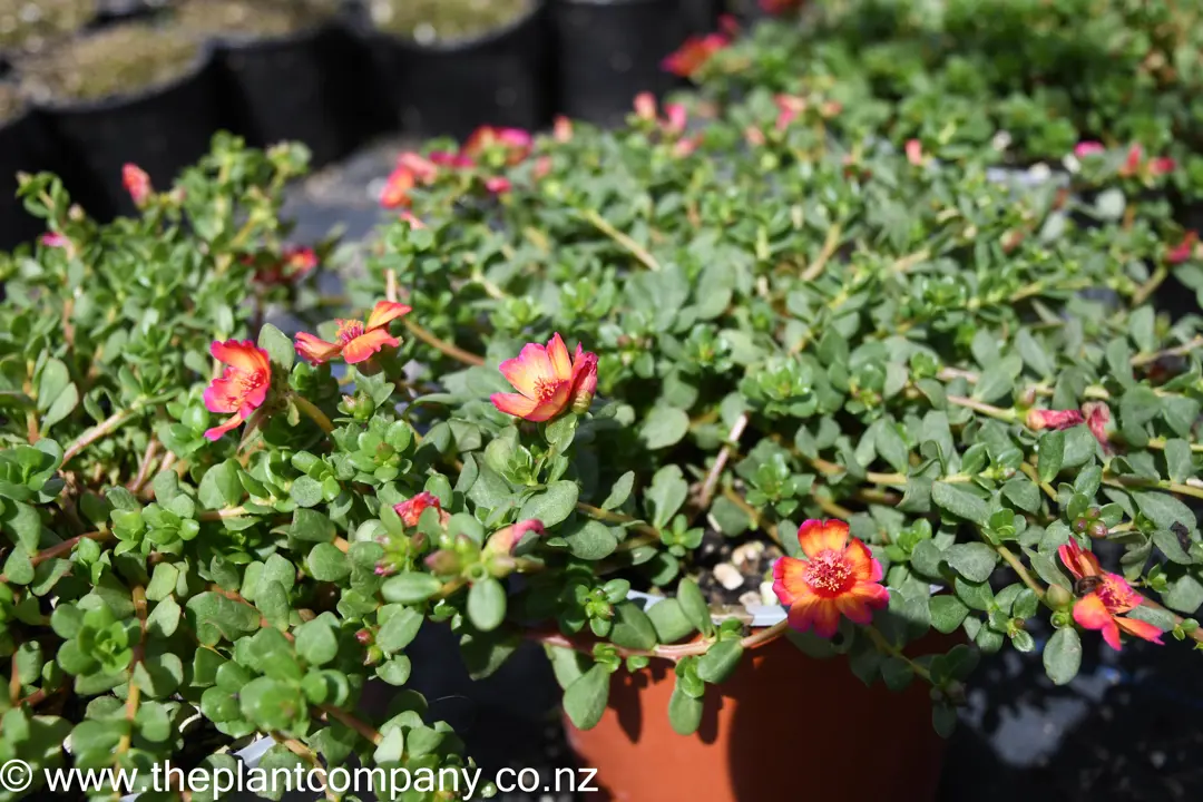 Buy Portulaca Pazzaz Sunset Plants | Free Shipping Over $150