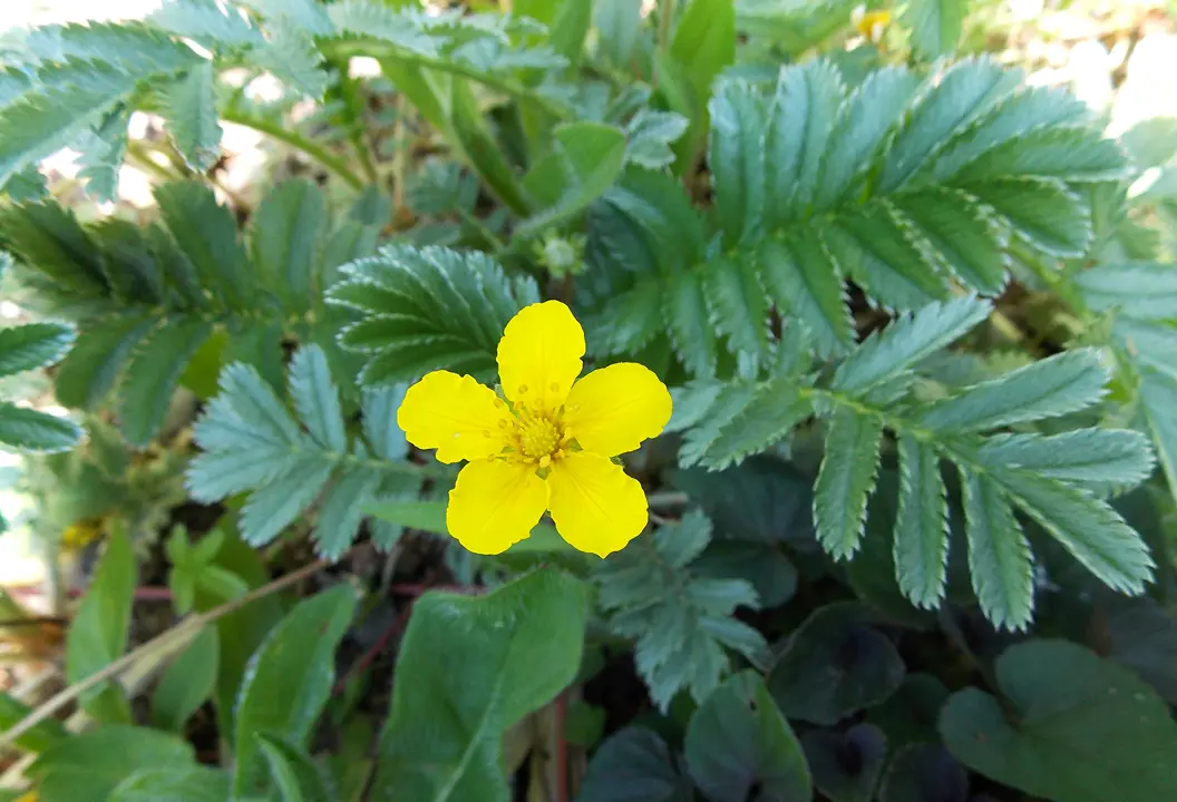 Silverweed Plant Common Silverweed, Silverweed: Potentilla Anserina