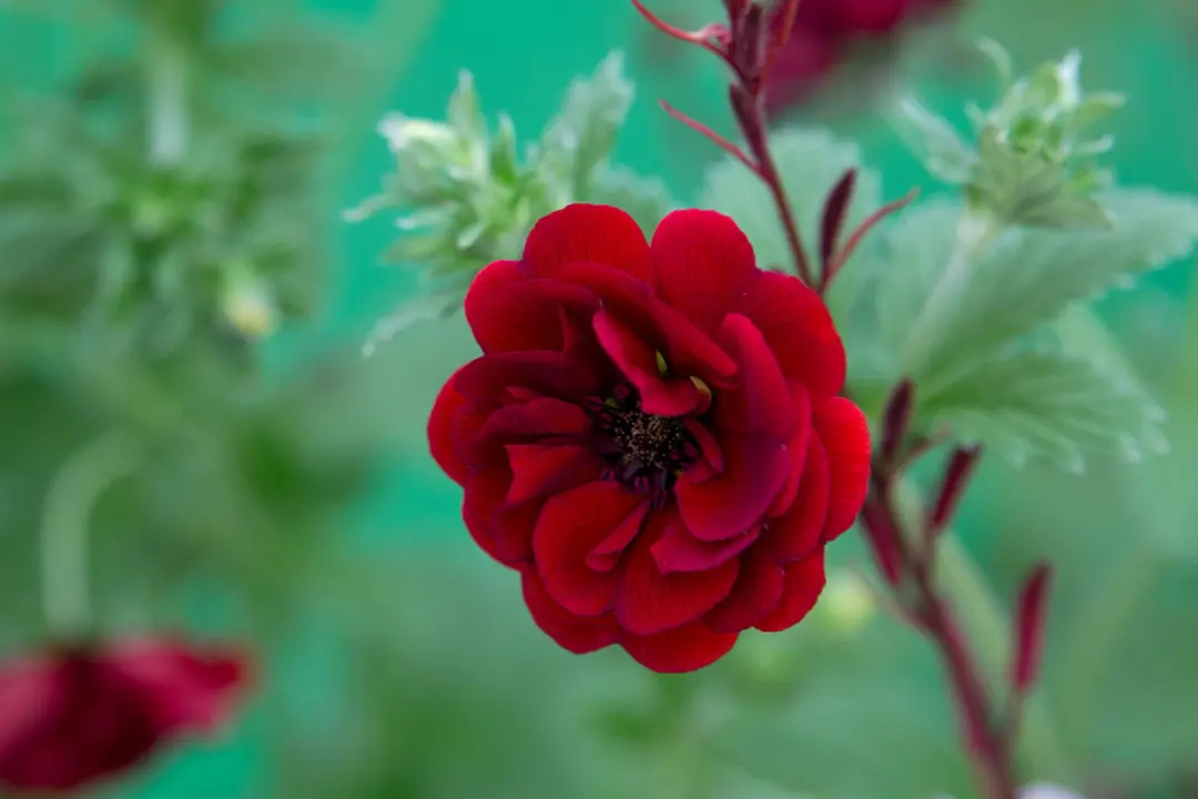 Buy Potentilla Double Red Plants | Free Shipping Over $150