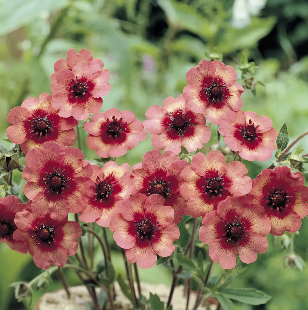 Buy Potentilla Melton Fire Plants | Free Shipping Over $150