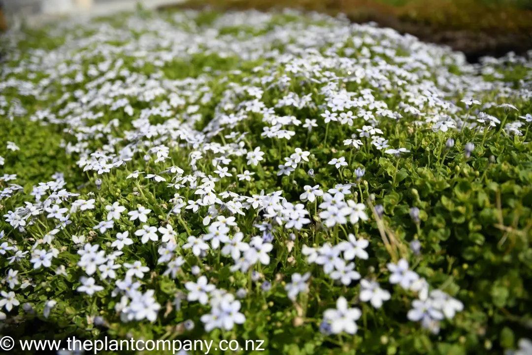 Buy Pratia 'Country Park Blue' Online | Free Shipping NZ