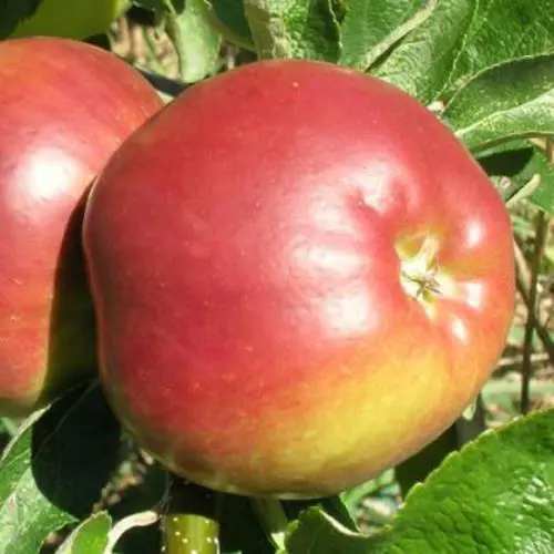 Buy Apple Priscilla Plants | Free Shipping Over $150