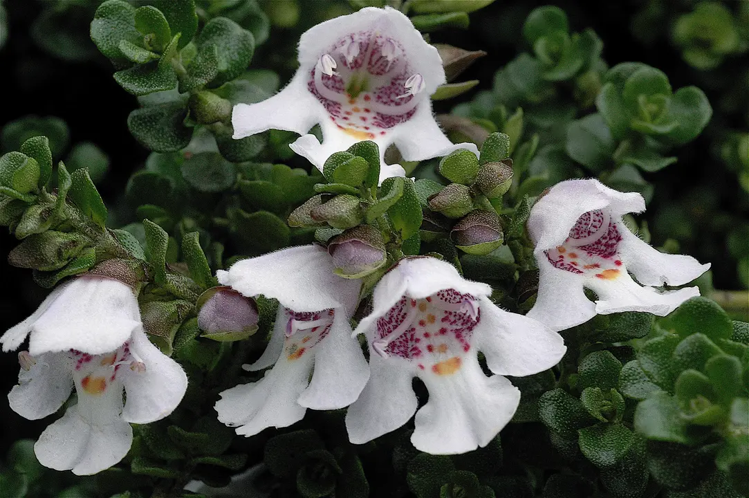 Buy Prostanthera cuneata Plants | Free Shipping Over $150