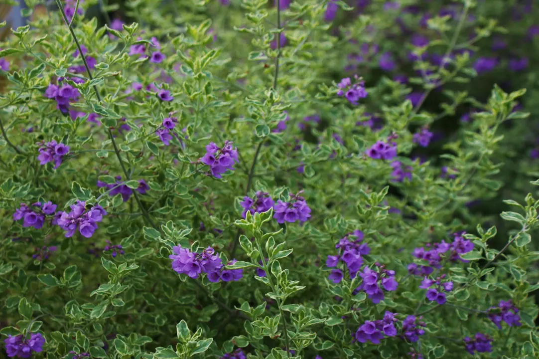 Prostanthera ovalifolia variegata | Free Shipping Over $150