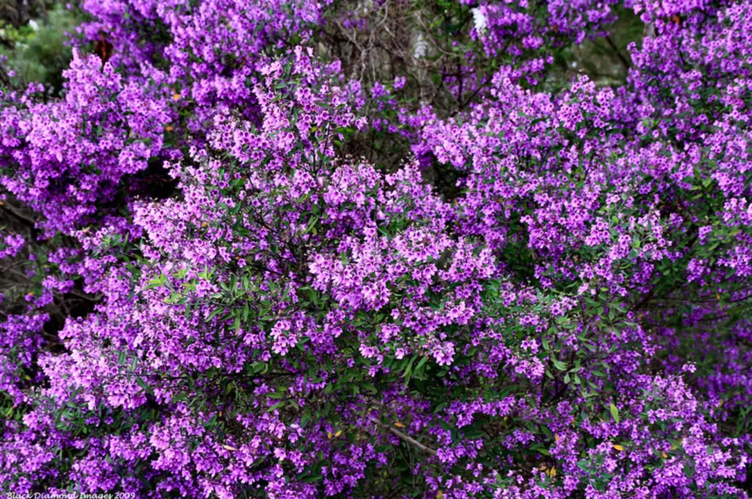 Buy Prostanthera ovalifolia Plants | Free Shipping Over $150