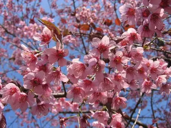 Buy Prunus 'Puddum' Trees | Free Shipping NZ Wide