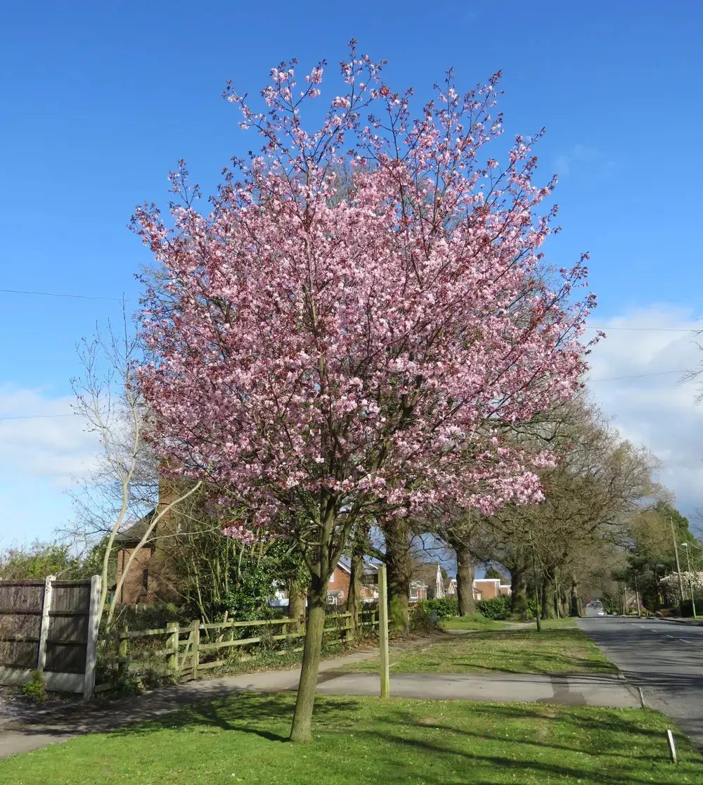 Buy Prunus 'Te Mara' Trees | Free Shipping NZ Wide
