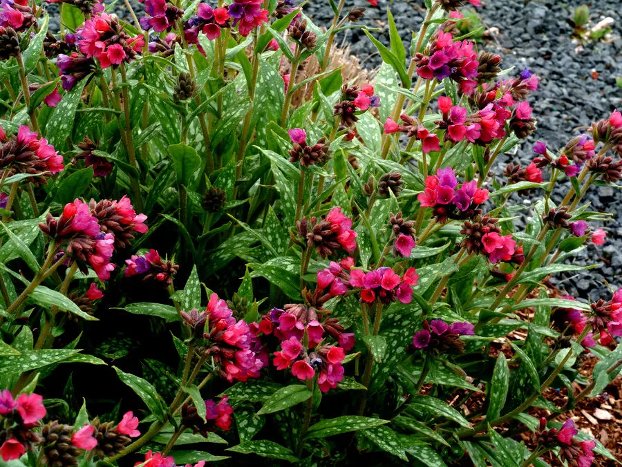 Buy Pulmonaria Raspberry Splash Plants | Free Shipping Over $150