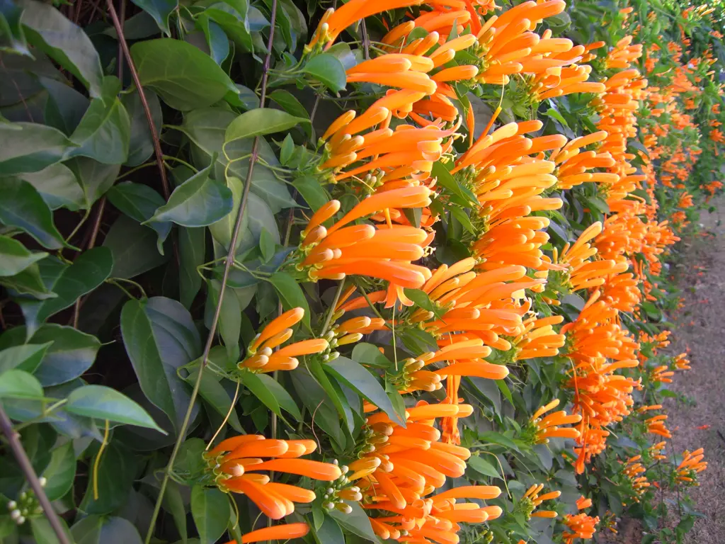 Buy Pyrostegia venusta Plants | Free Shipping Over $150