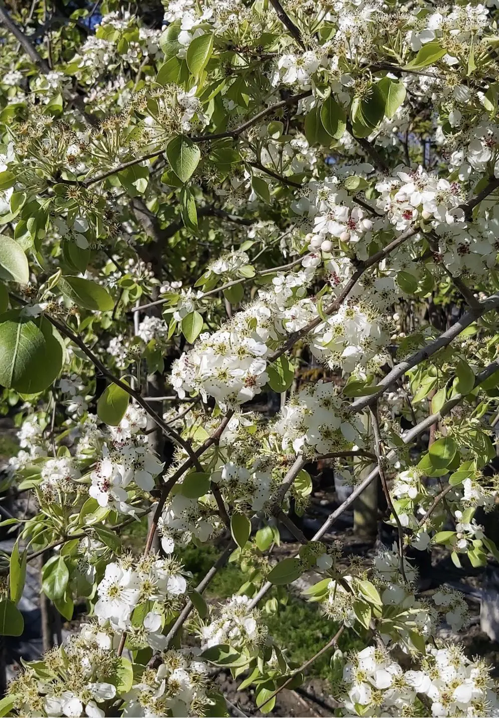 Buy Pyrus betulifolia 'Autumn Leaves' | Free Freight Over $150