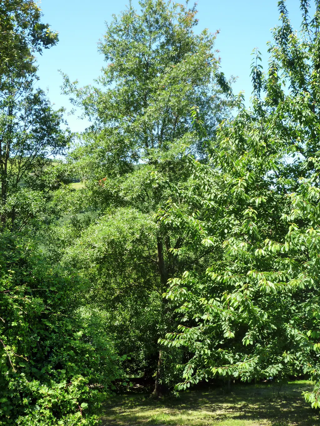 Buy Quercus mexicana (Mexican Oak) Online | Free Shipping NZ