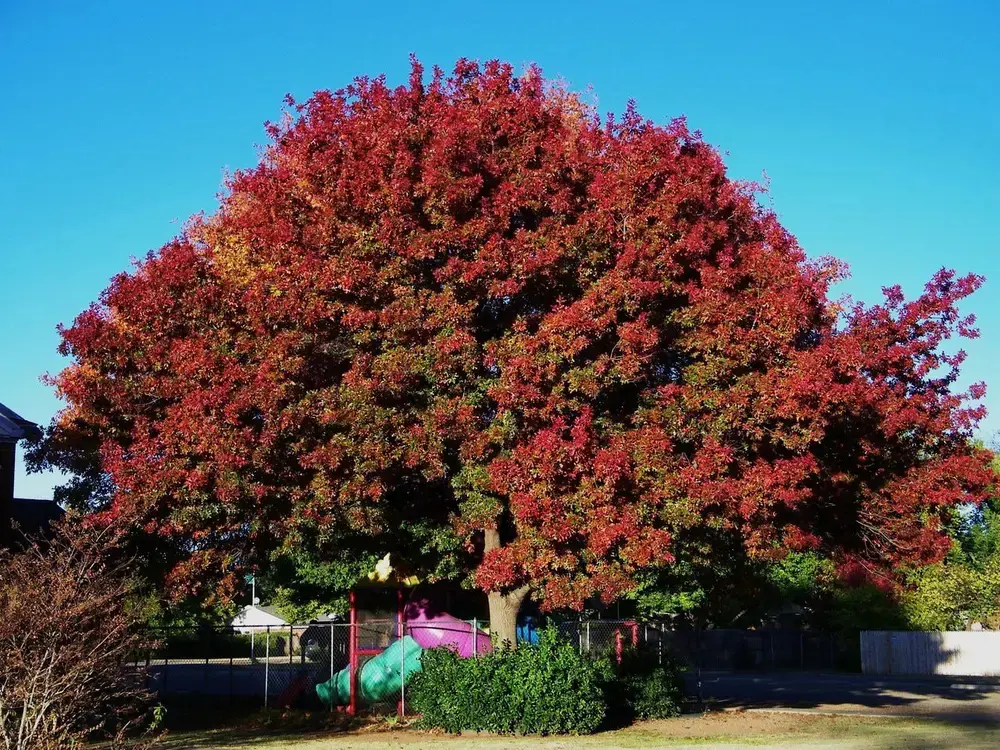 Buy Quercus rubra 'Maxima' (Red American Oak) Online NZ