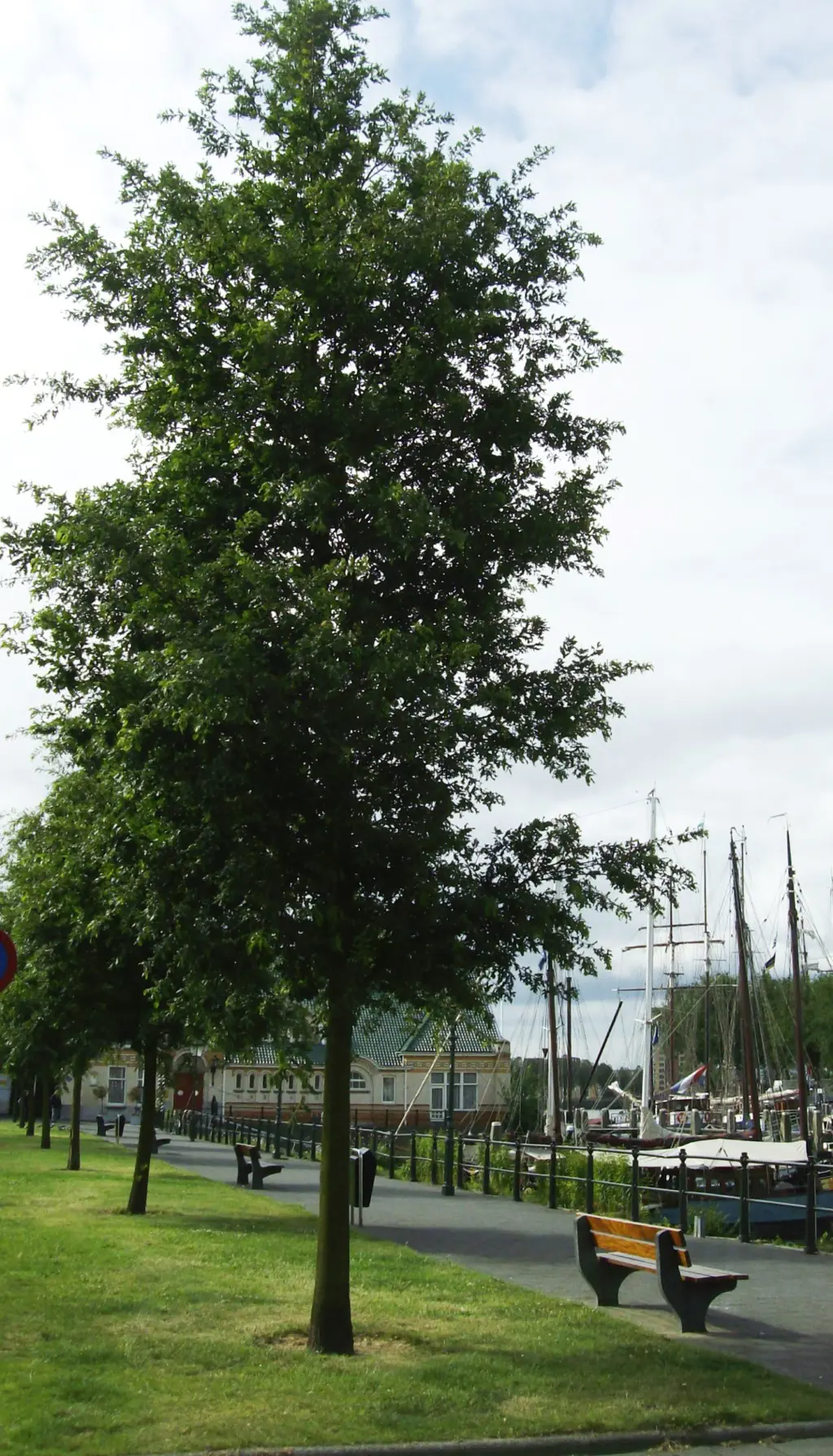 Buy Quercus cerris Plants | Free Shipping Over $150