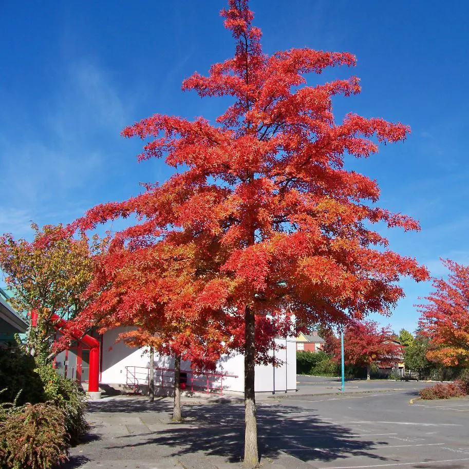 Buy Quercus coccinea (Scarlet Oak) Online | Free Shipping NZ