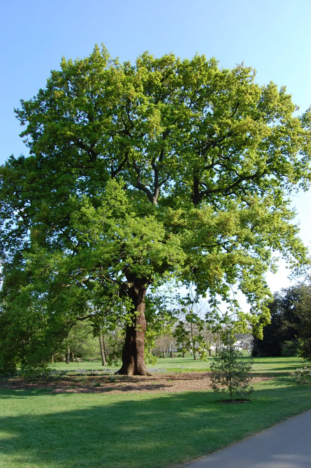Buy Quercus petraea (Sessile Oak) Online | Free Shipping NZ