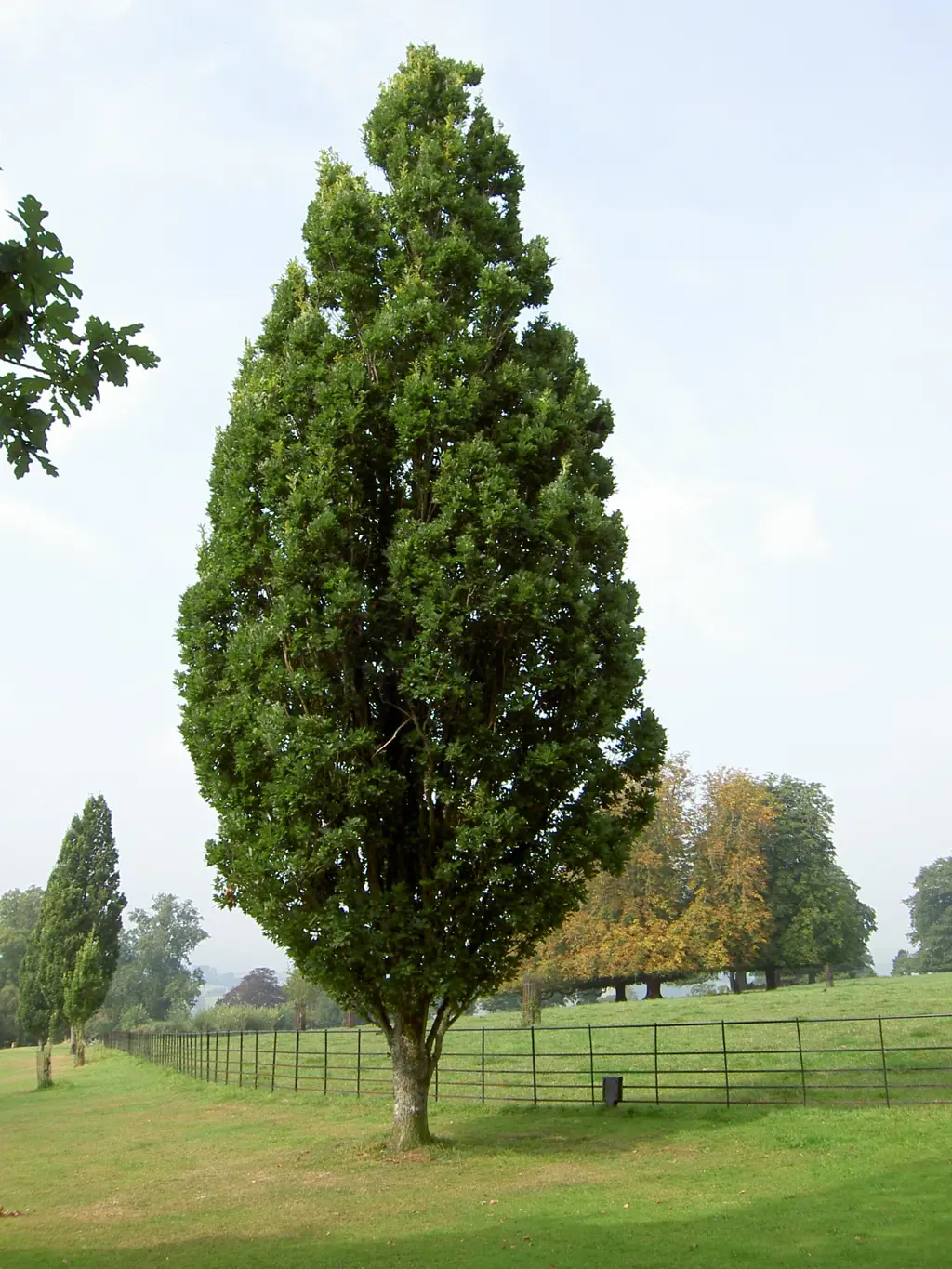 Buy Quercus robur Fastigiata Plants | Free Shipping Over $150