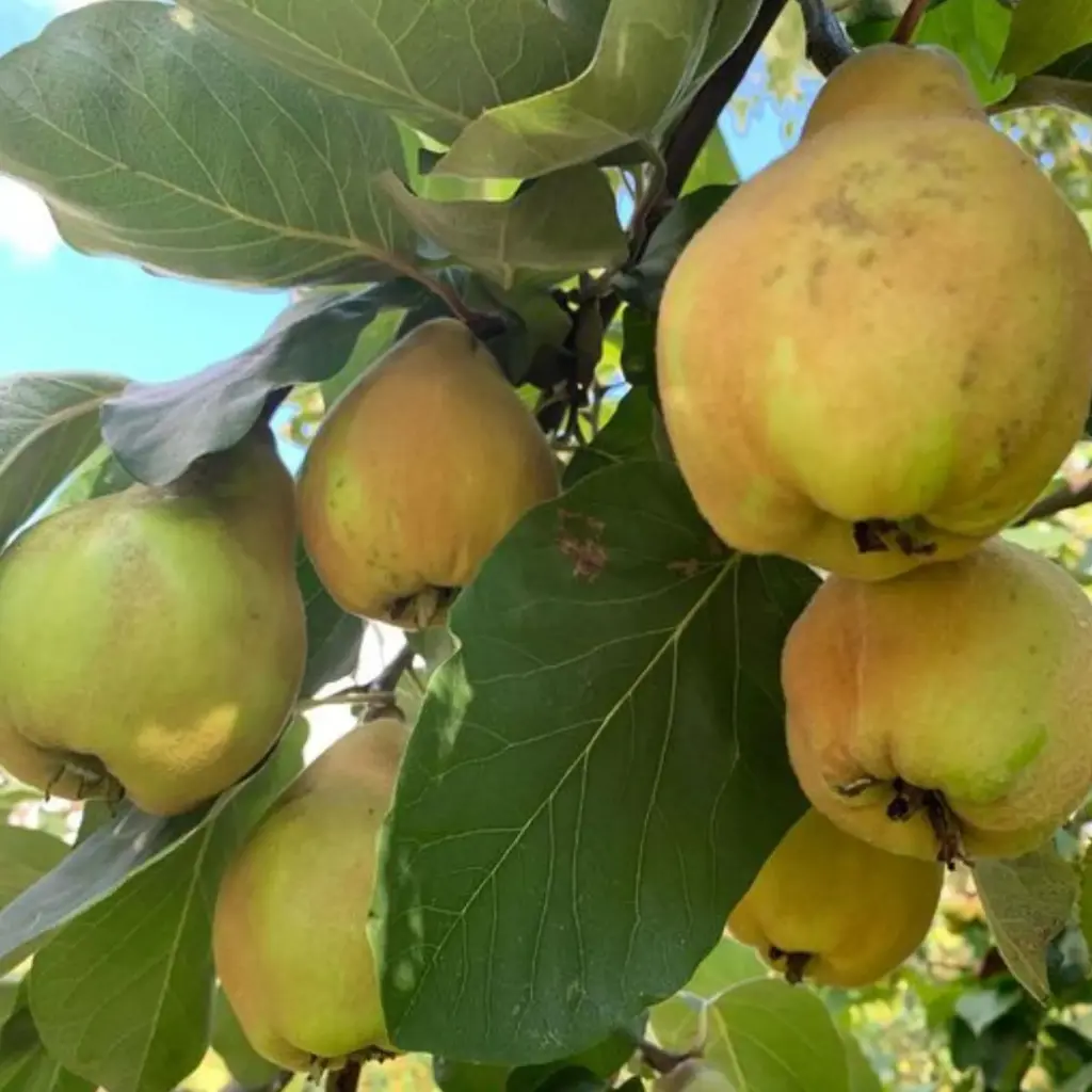 Buy Quince 'Giant of Gascony' Trees Online | Free Shipping