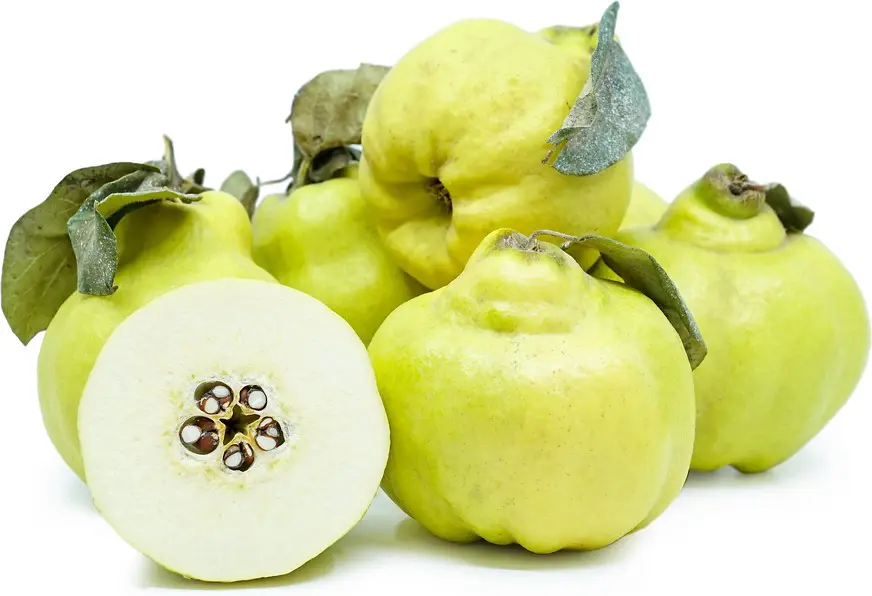 Quince Pineapple | Free Freight Option