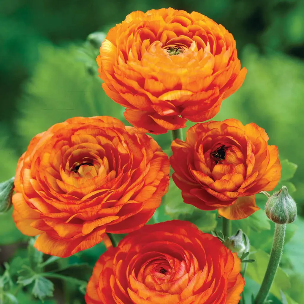 Buy Ranunculus Orange Plants | Free Shipping Over $150