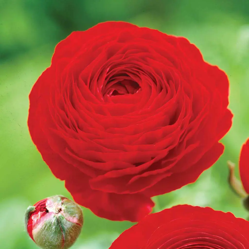 Buy Ranunculus Red Plants | Free Shipping Over $150
