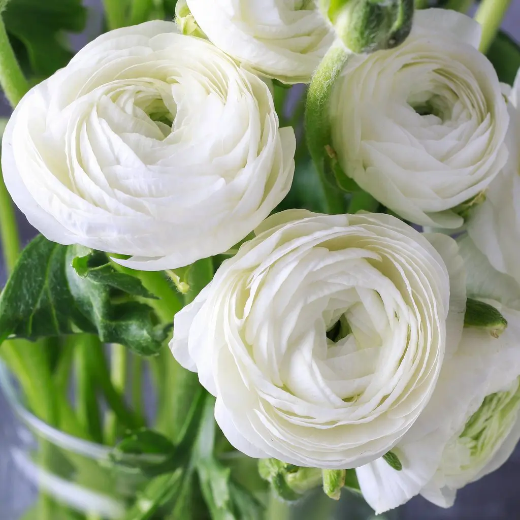 Buy Ranunculus White - Potted Plant Plants