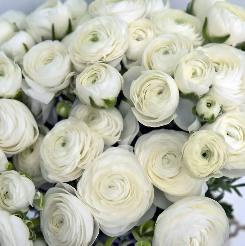 Buy Ranunculus White Plants | Free Shipping Over $150