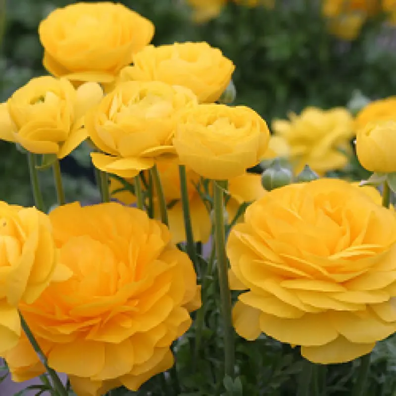 Buy Ranunculus Yellow Plants | Free Shipping Over $150
