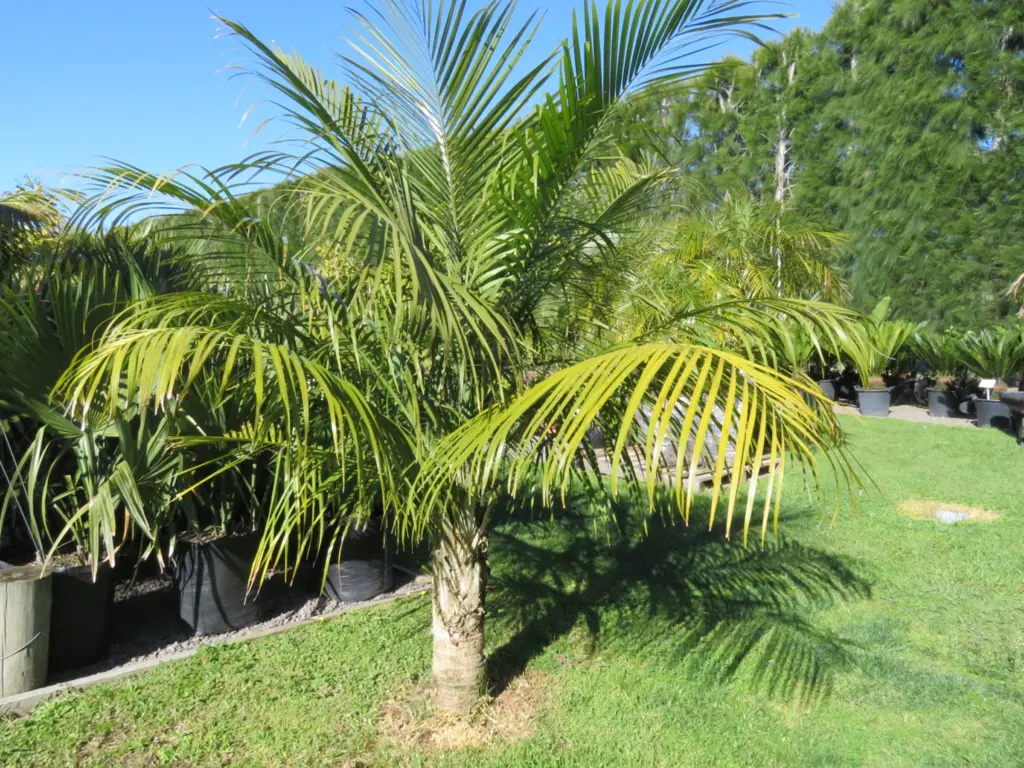 Buy Ravenea glauca (Mini Majestic Palm) Plants Online NZ