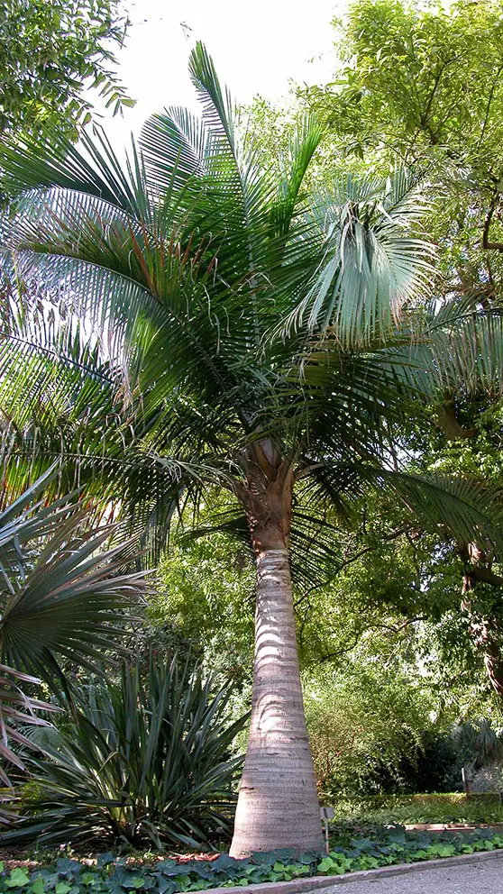 Buy Ravenea rivularis Plants | Free Shipping Over $150