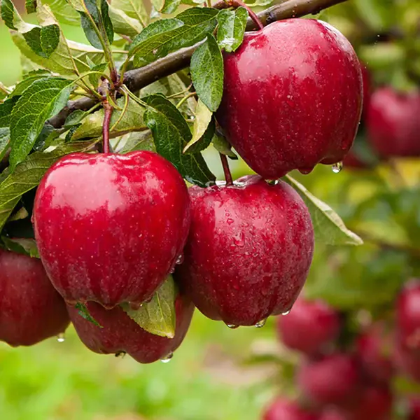 Red Delicious Apple Tree