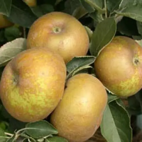 Buy Apple Reinette Du Canada Plants | Free Shipping Over $150