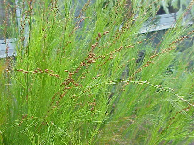 Buy Restio tetraphyllus Plants | Free Shipping Over $150