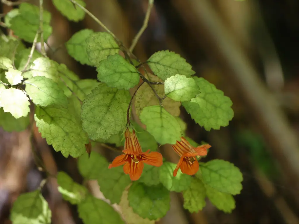Buy Rhabdothamnus solandri Plants | Free Shipping Over $150