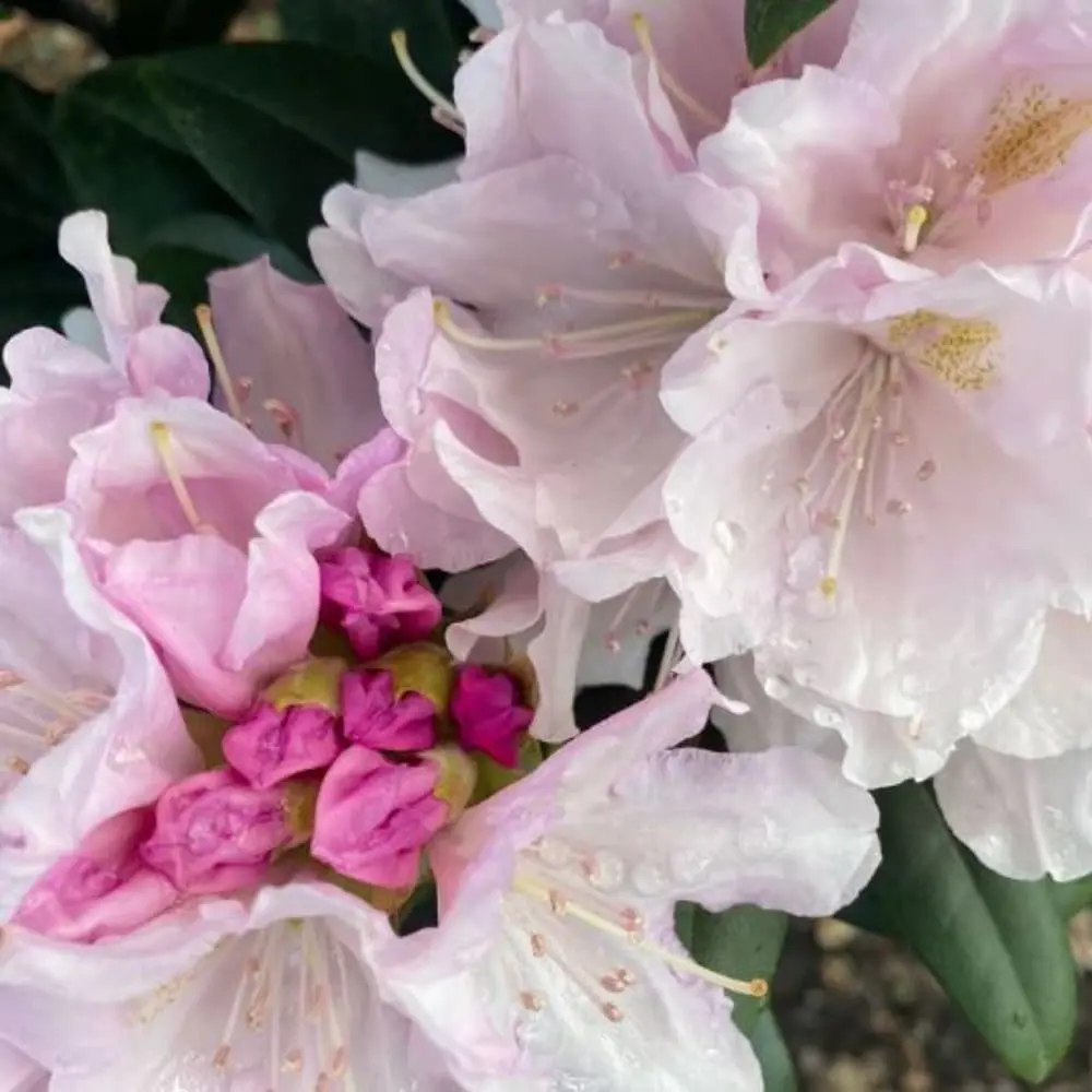 Buy Rhododendron ‘Alex Holmes’ NZ | Pink Flowering Shrub