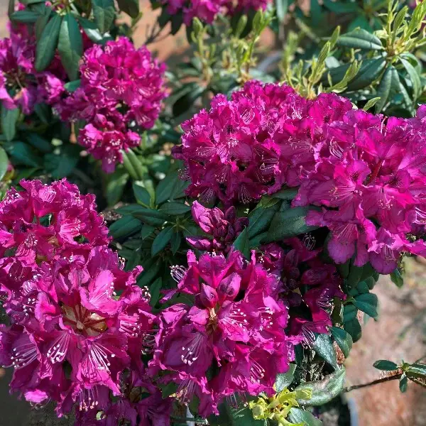 Buy Rhododendron ‘Black Prince’ NZ | Free Shipping