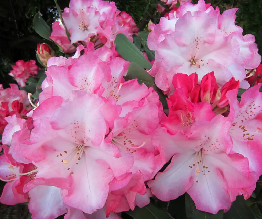Buy Rhododendron ‘Candy Pink’ NZ | Free Shipping