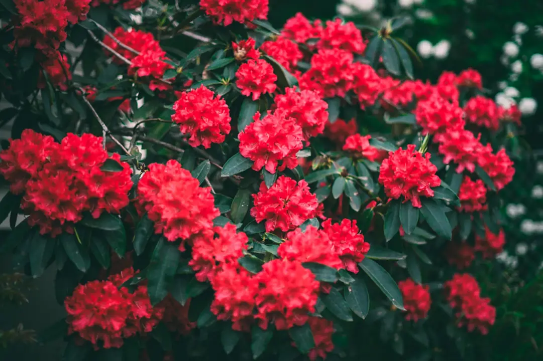 Buy Rhododendron Cornubia Online NZ | Free Shipping