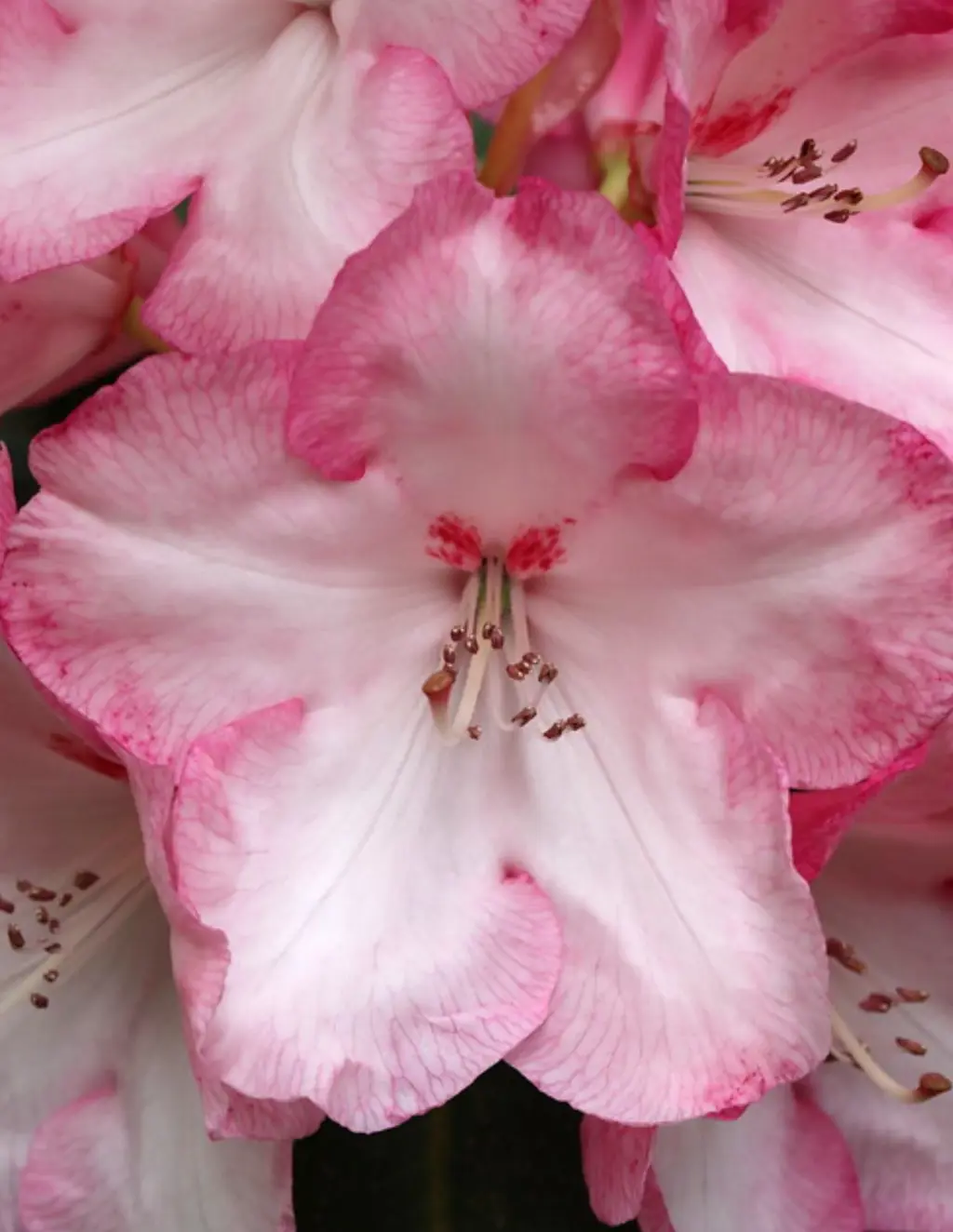 Buy Rhododendron ‘Cotton Candy’ Online NZ | Free Shipping
