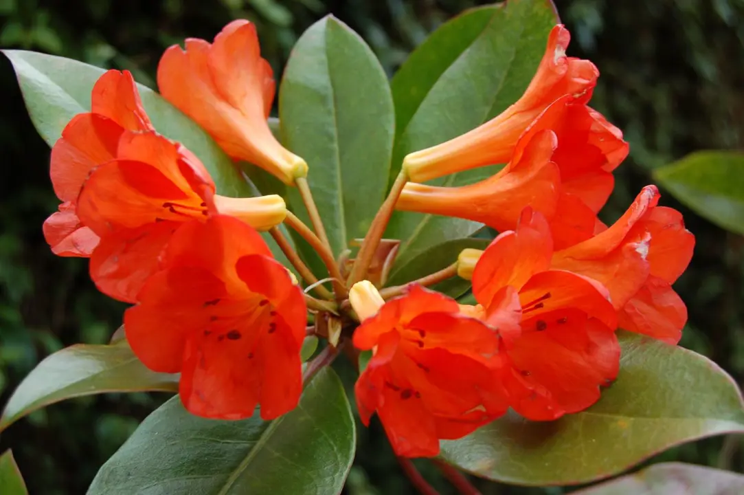 Buy Rhododendron Vireya ‘Java Light’ NZ | Free Shipping