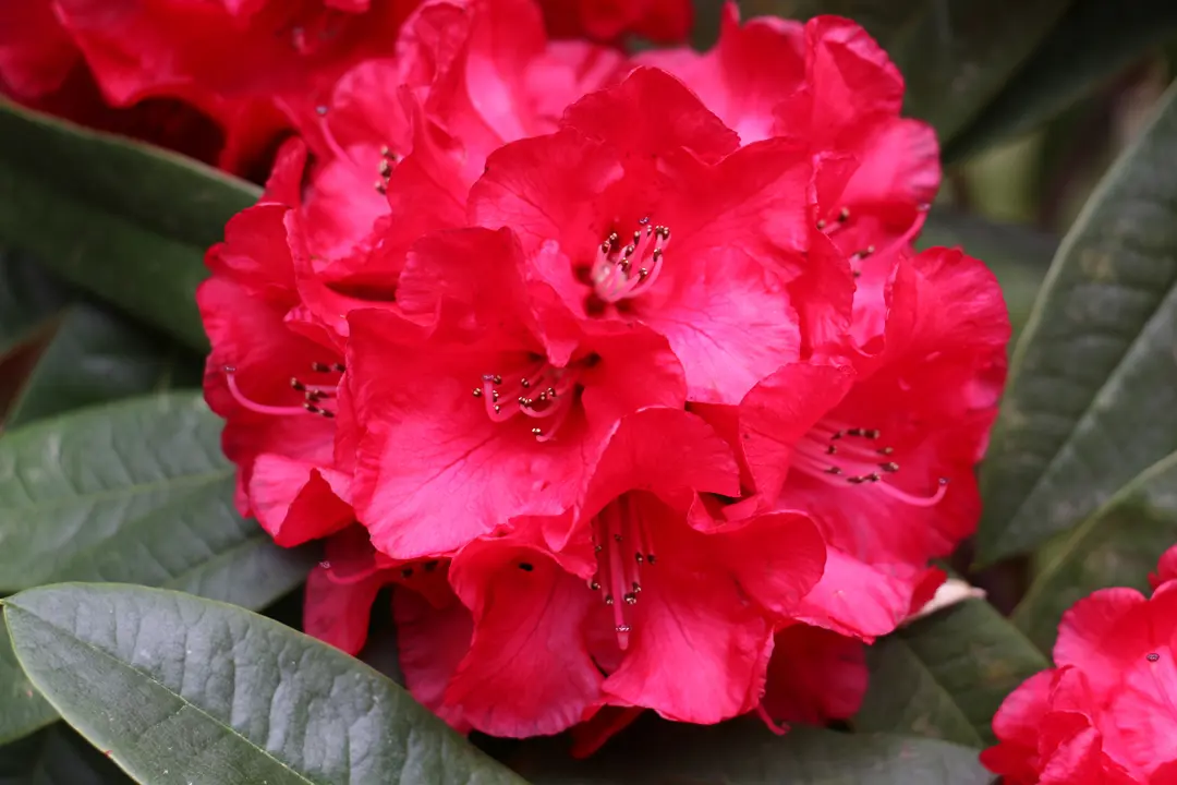 Buy Rhododendron ‘Kaponga’ NZ | Free Shipping