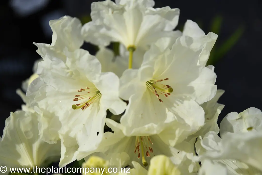 Buy Rhododendron ‘Lemon Lodge’ Online | Free Shipping NZ