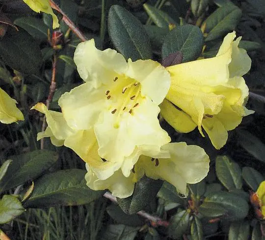 Buy Rhododendron ‘Lemon Mist’ Online | Free Shipping NZ