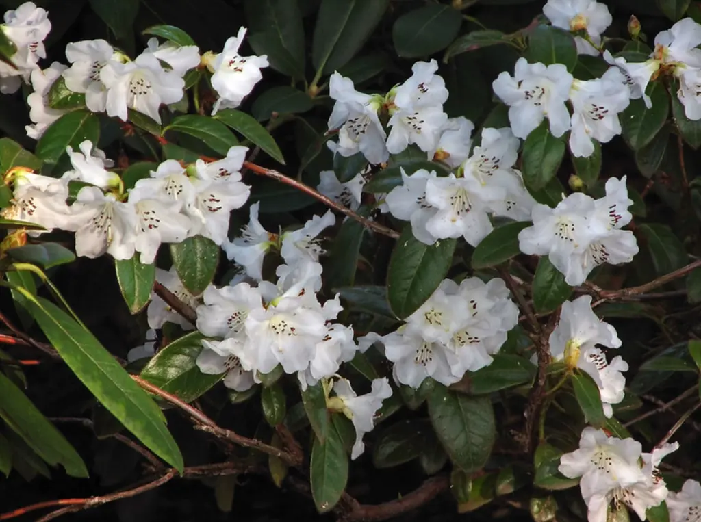 Buy Rhododendron ‘Lucy Lou’ NZ | Free Shipping