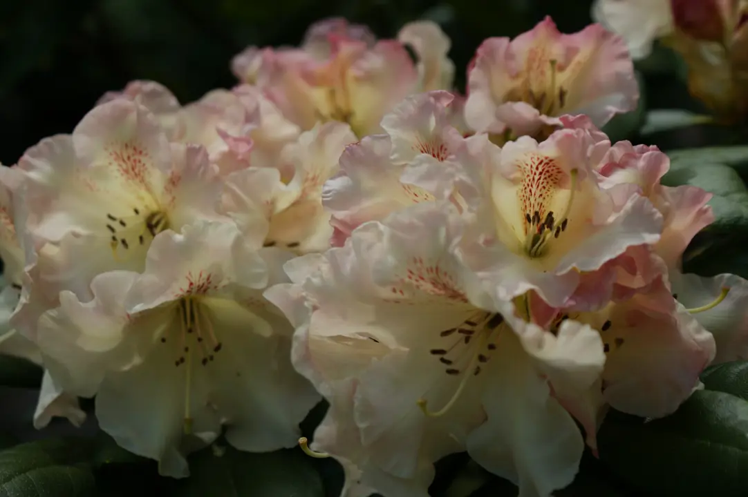 Buy Rhododendron ‘Mrs Betty Robertson’ NZ | Free Shipping