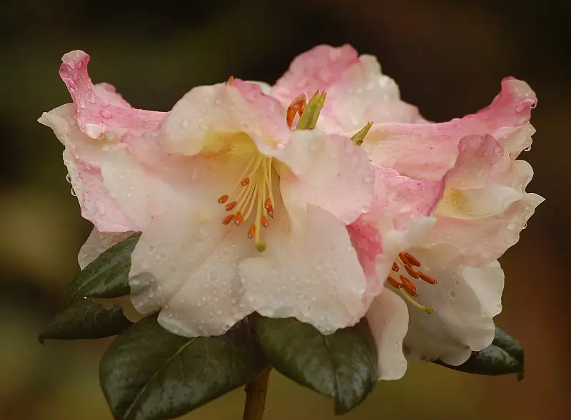 Buy Rhododendron ‘Opal Dawn’ NZ | Free Shipping