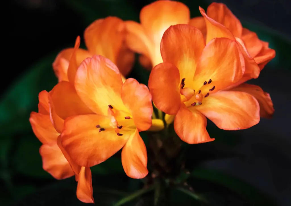 Buy Rhododendron Vireya ‘Orange’ NZ | Tropical Orange Shrub
