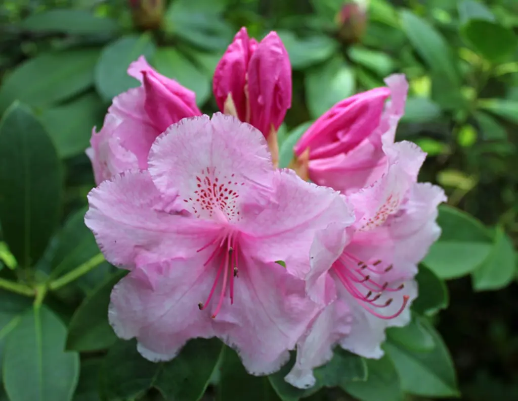 Buy Rhododendron ‘Pink Pearl’ NZ | Free Shipping