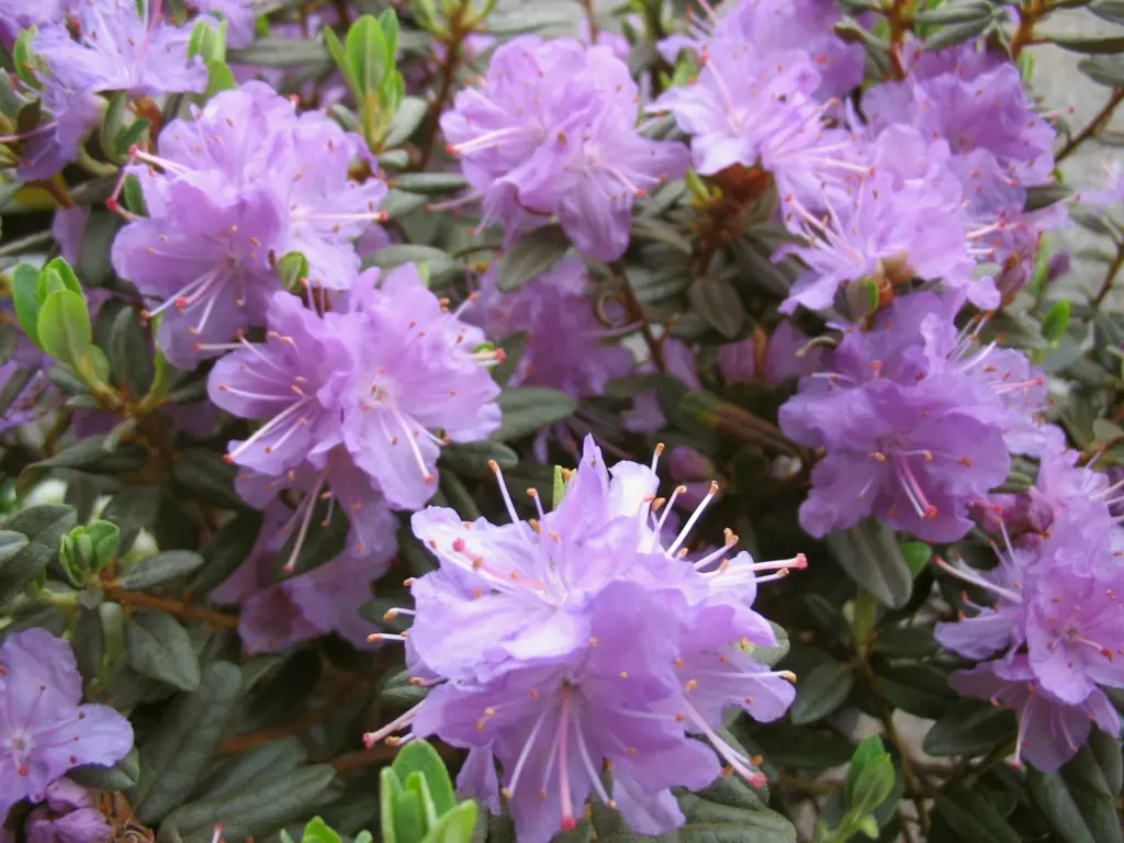 Buy Rhododendron ‘Ramapo’ NZ | Free Shipping