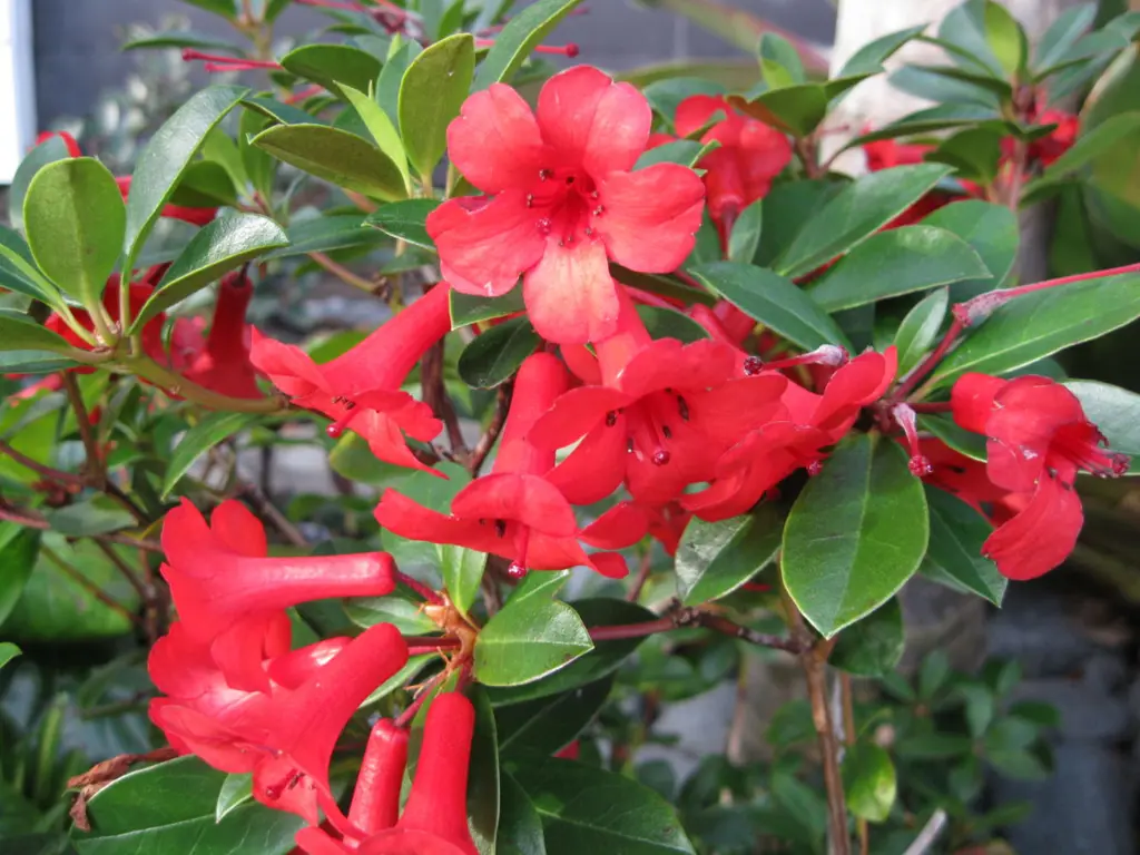 Buy Rhododendron Vireya ‘Red Mountain’ NZ | Free Shipping
