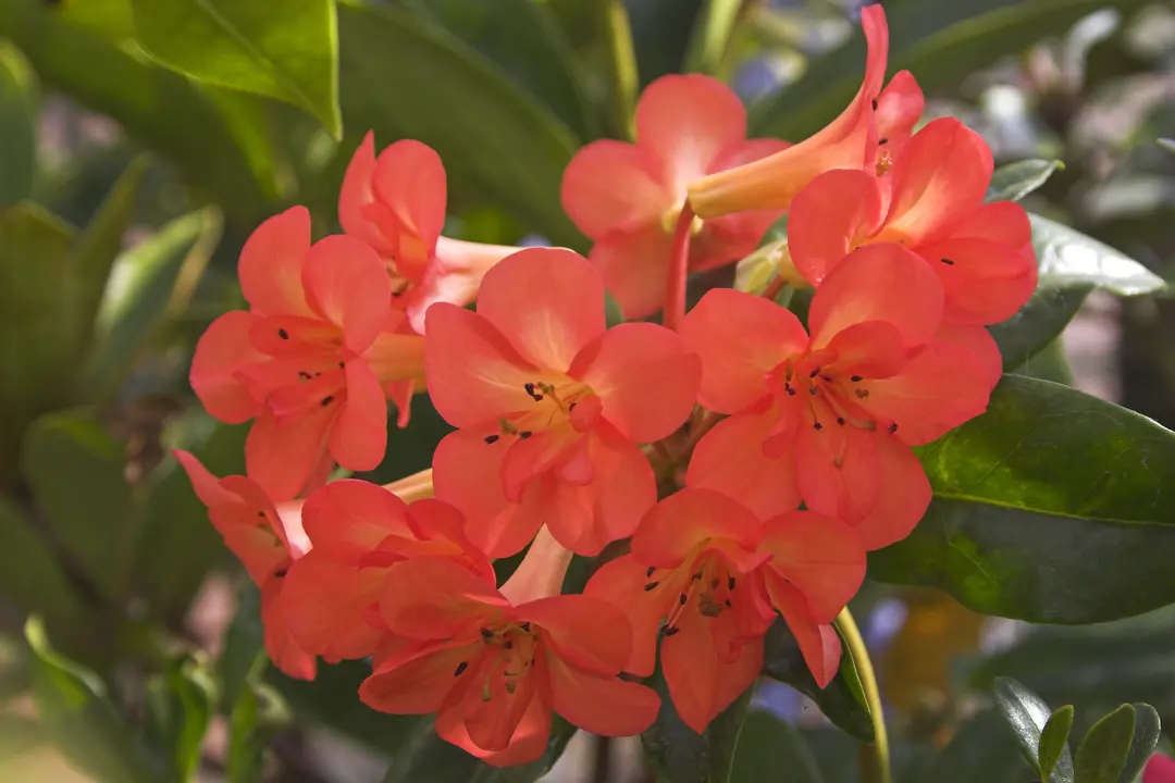 Buy Rhododendron Vireya ‘Rosie Posie’ NZ | Free Shipping